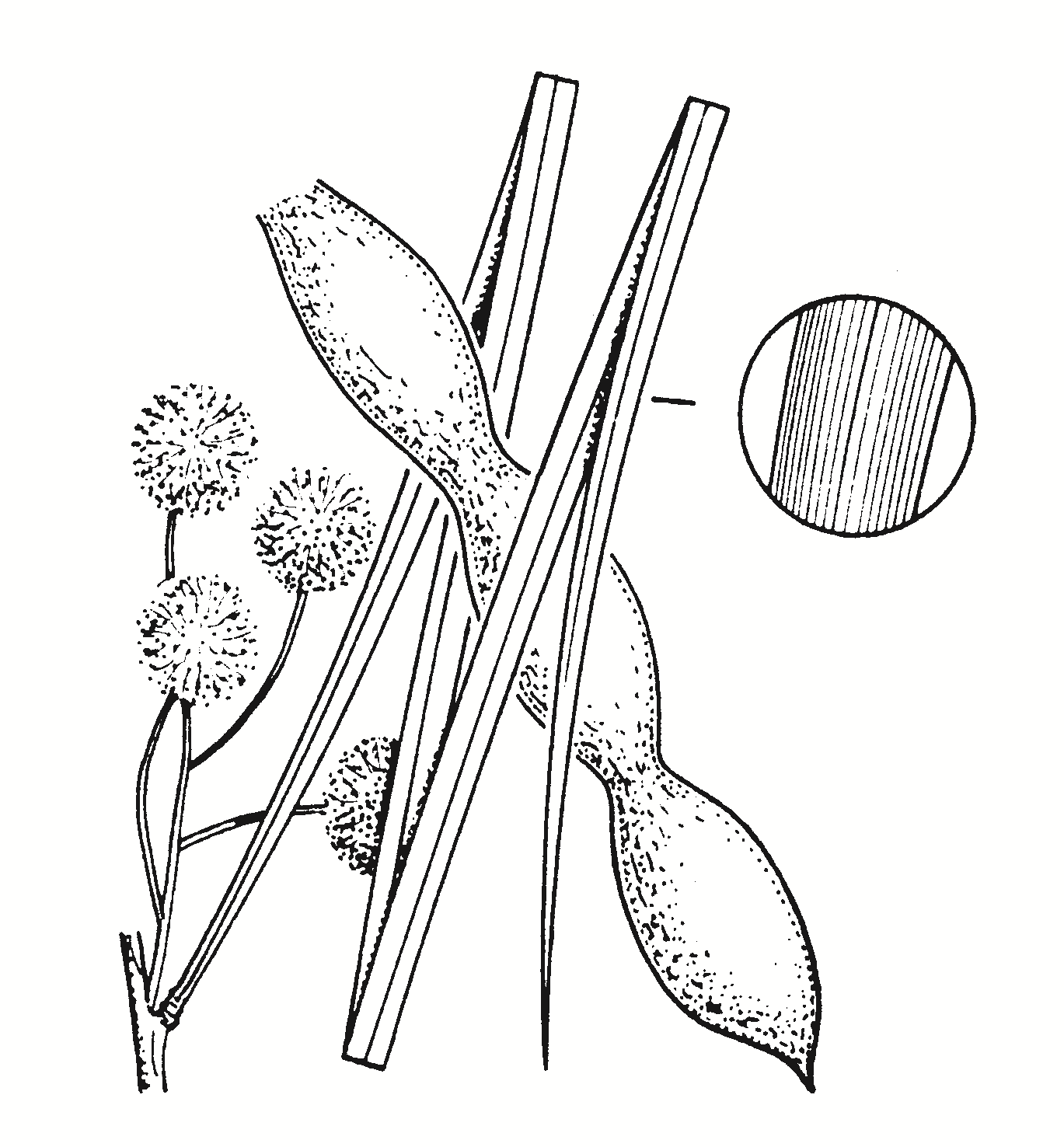 Acacia stenophylla - Revegetation Guide