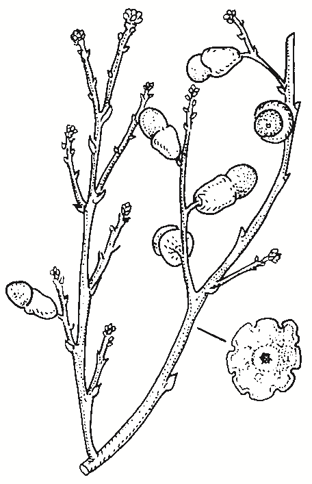 Exocarpos cupressiformis - Revegetation Guide