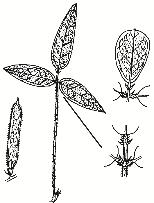 Glycine tabacina - Revegetation Guide