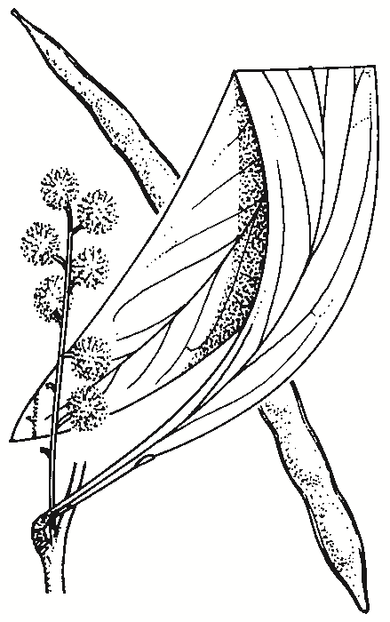 Acacia pycnantha - Revegetation Guide