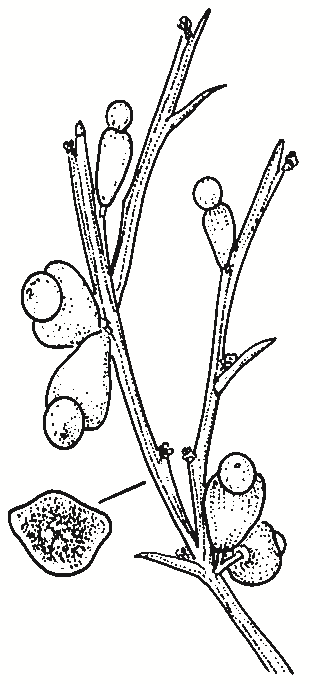 Exocarpos strictus - Revegetation Guide