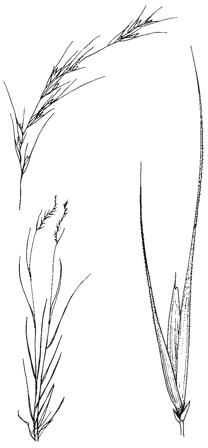 Microlaena stipoides - Revegetation Guide