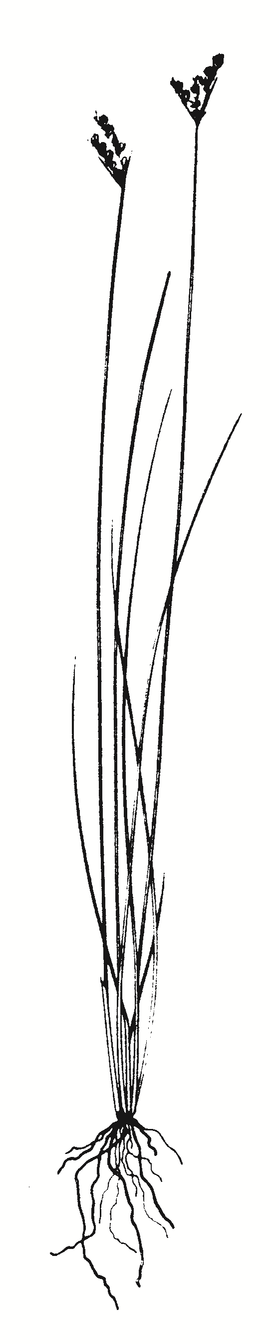 Juncus species - Revegetation Guide