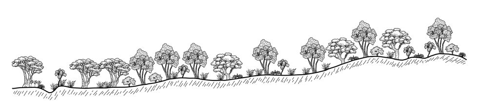 Bribbaree - Duck Hole Creek - Revegetation Guide