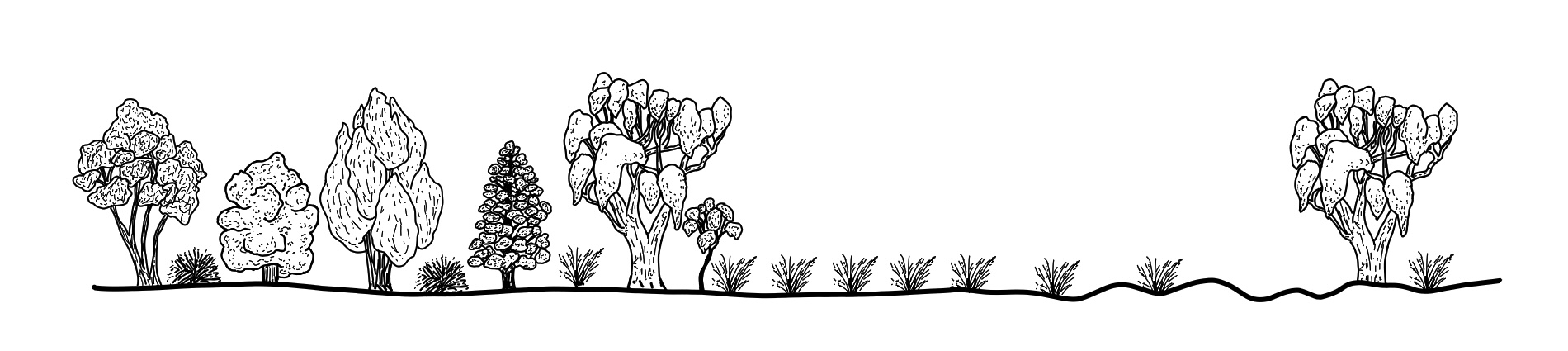 Carrathool (southern) - Revegetation Guide