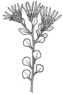 Olearia muelleri - Revegetation Guide