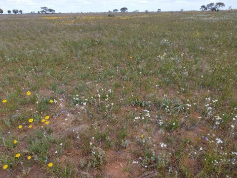 Chapter 4 – Specific Revegetation Design Principles - Revegetation Guide