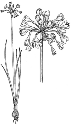 Calostemma purpureum - Revegetation Guide